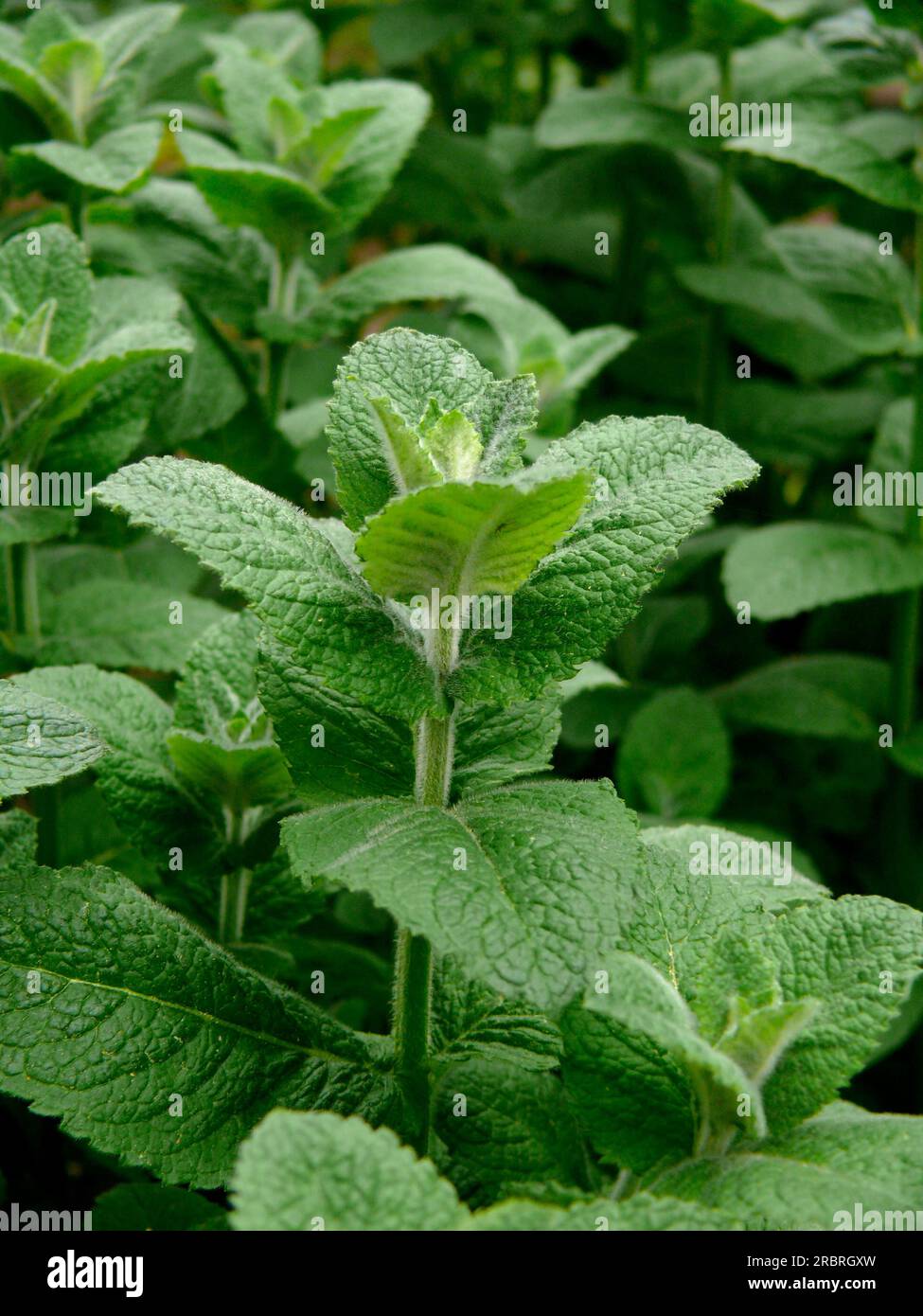Peppermint in the garden Stock Photo - Alamy
