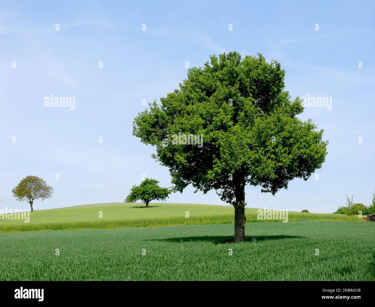 Several trees in agricultural hi-res stock photography and images - Alamy