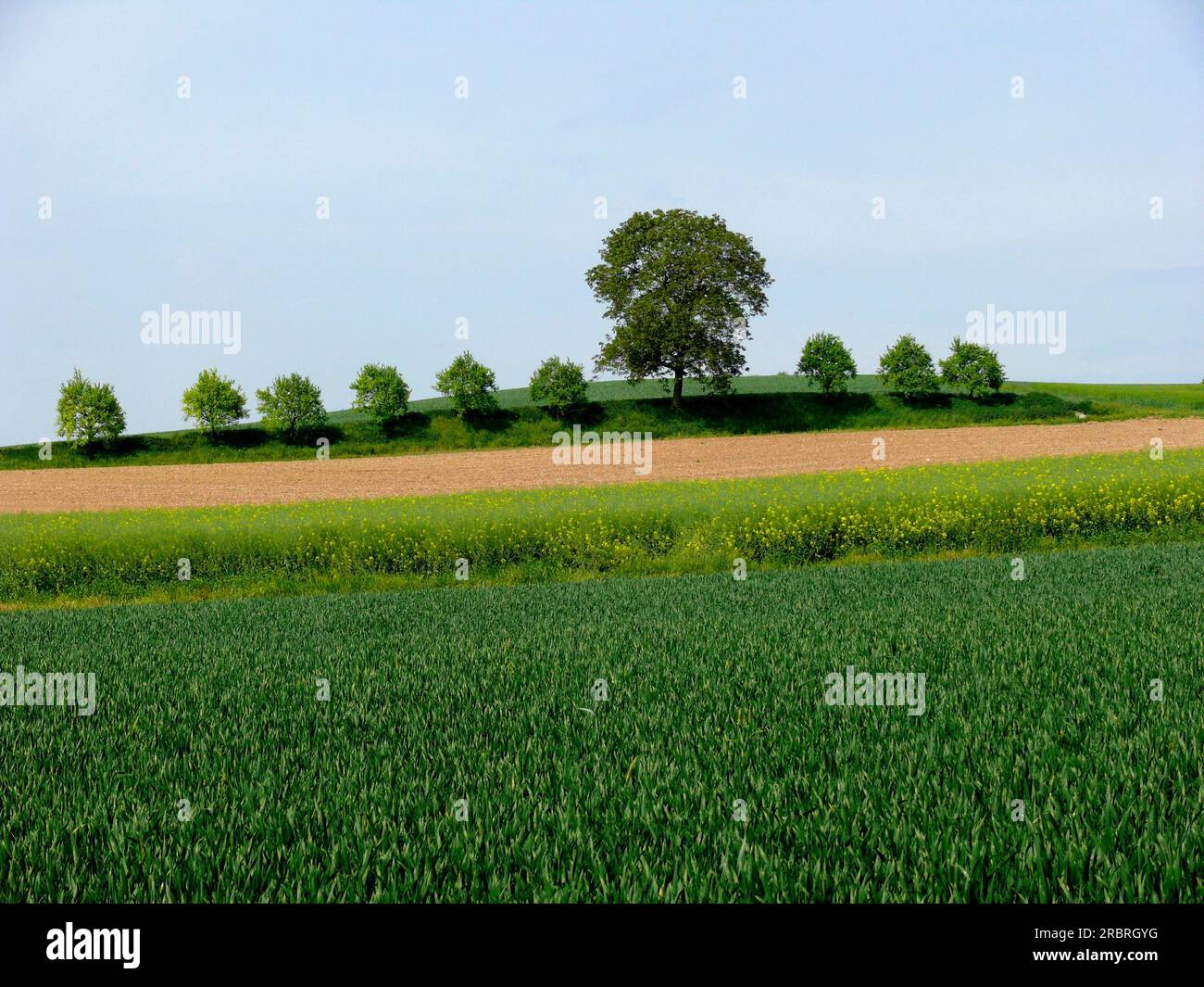 Kraichgau, group of trees in the field, walnut tree Stock Photo - Alamy