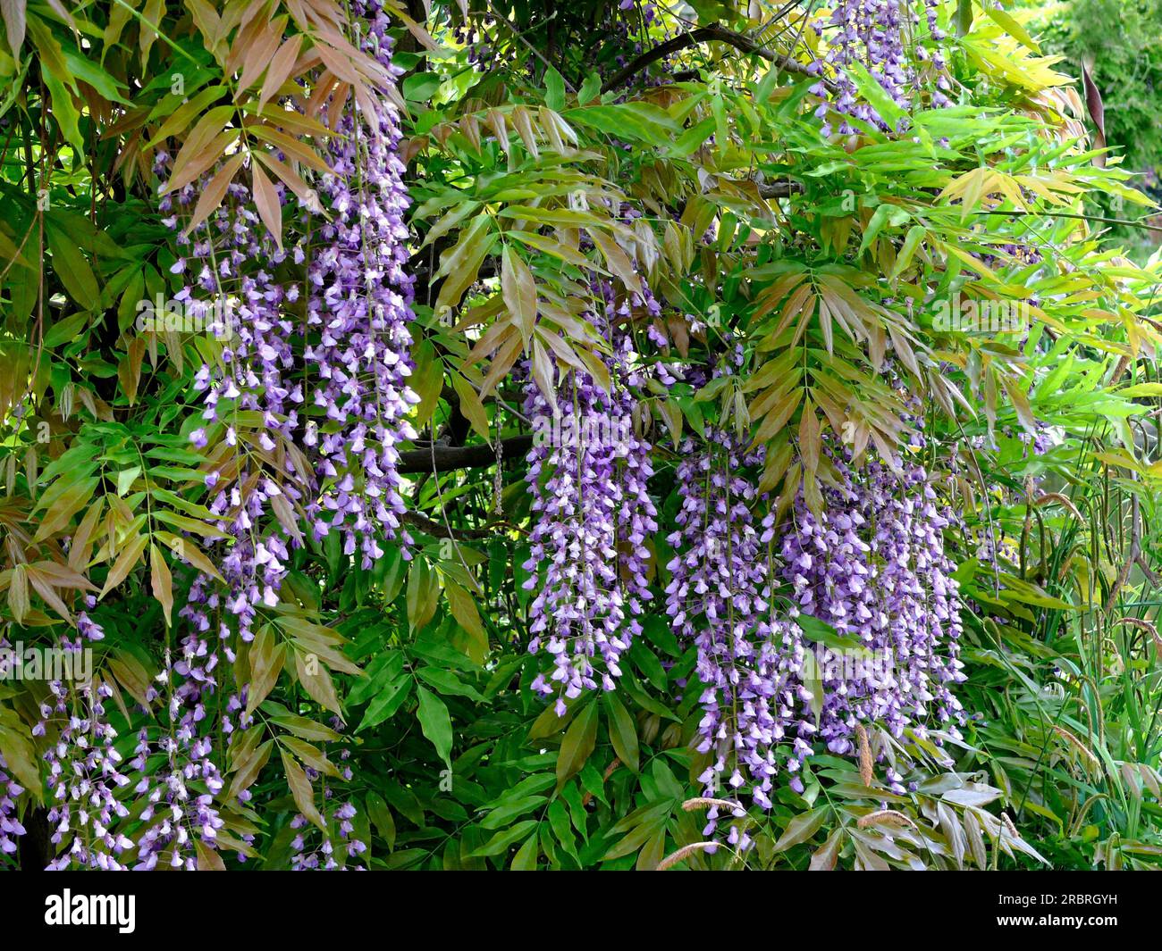 Blue vine flowering Stock Photo - Alamy