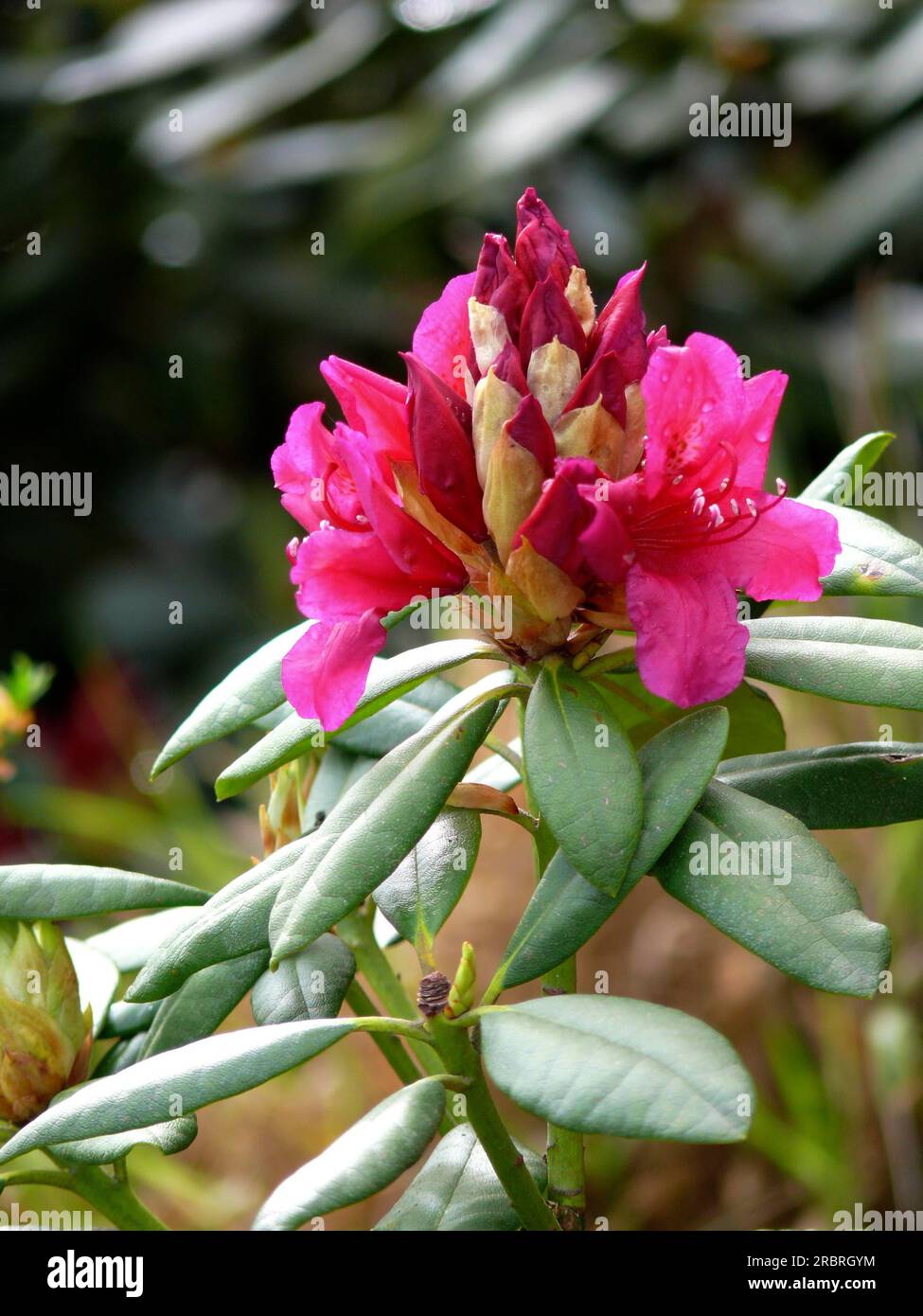 Rhododendron flowering in the garden Stock Photo - Alamy