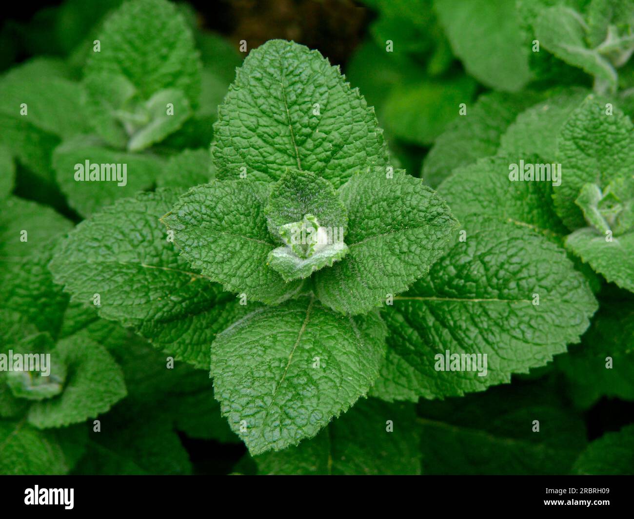 Peppermint in the garden Stock Photo - Alamy