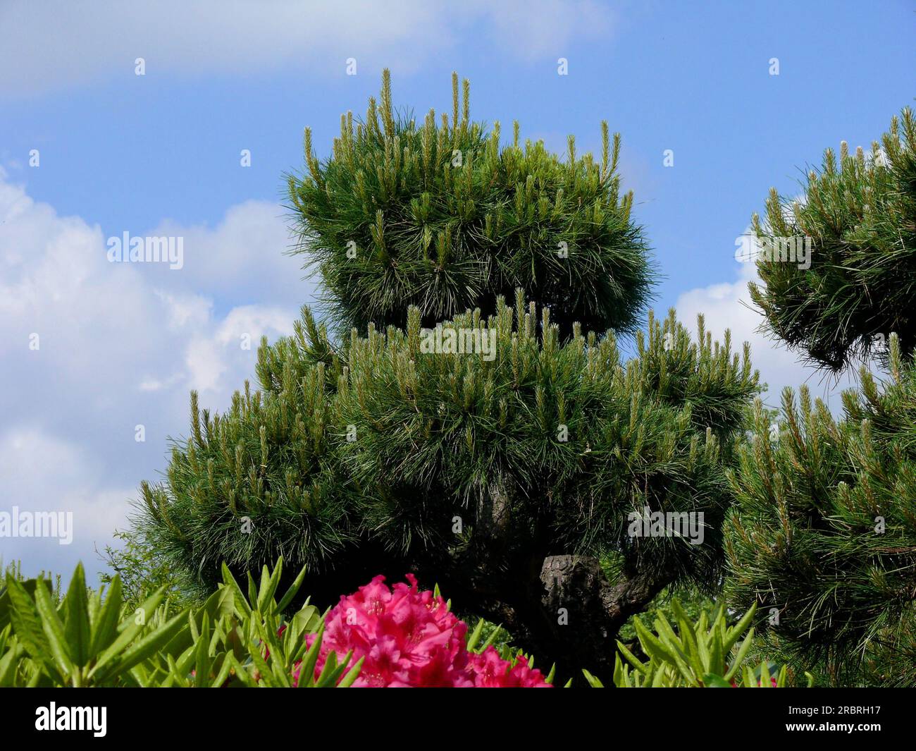 In the Japanese garden, conifers, flowering Stock Photo - Alamy