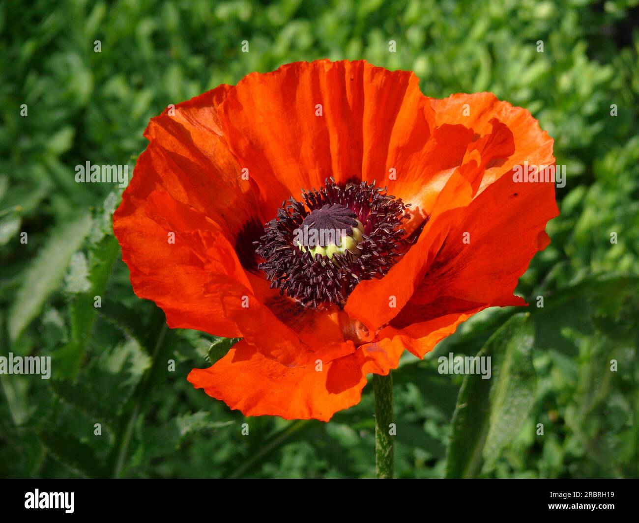 Garden of giants hi-res stock photography and images - Alamy