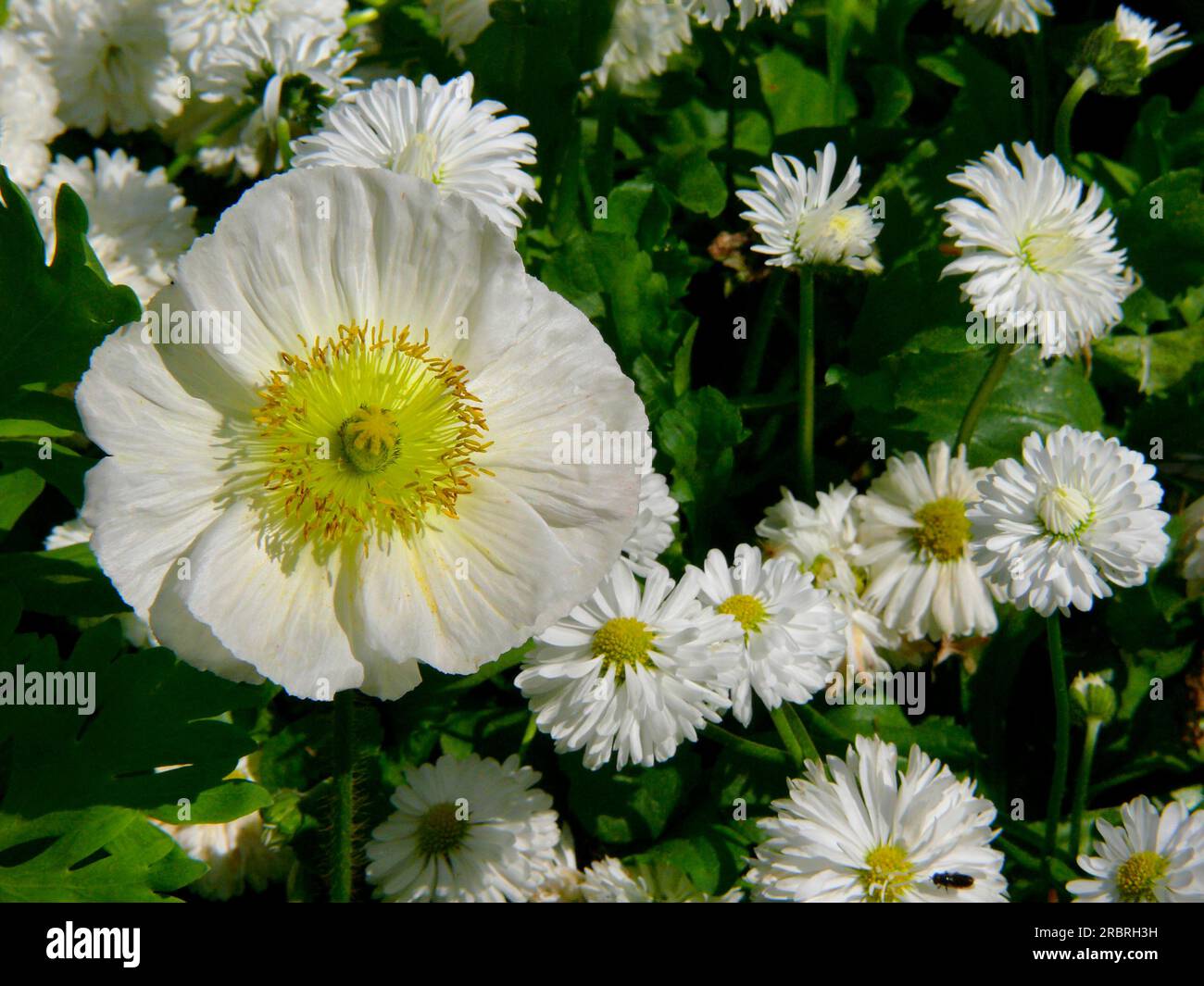 Poppy (Papaver) flowering in the garden, Papaver alpinum hybrid, Alpine ...