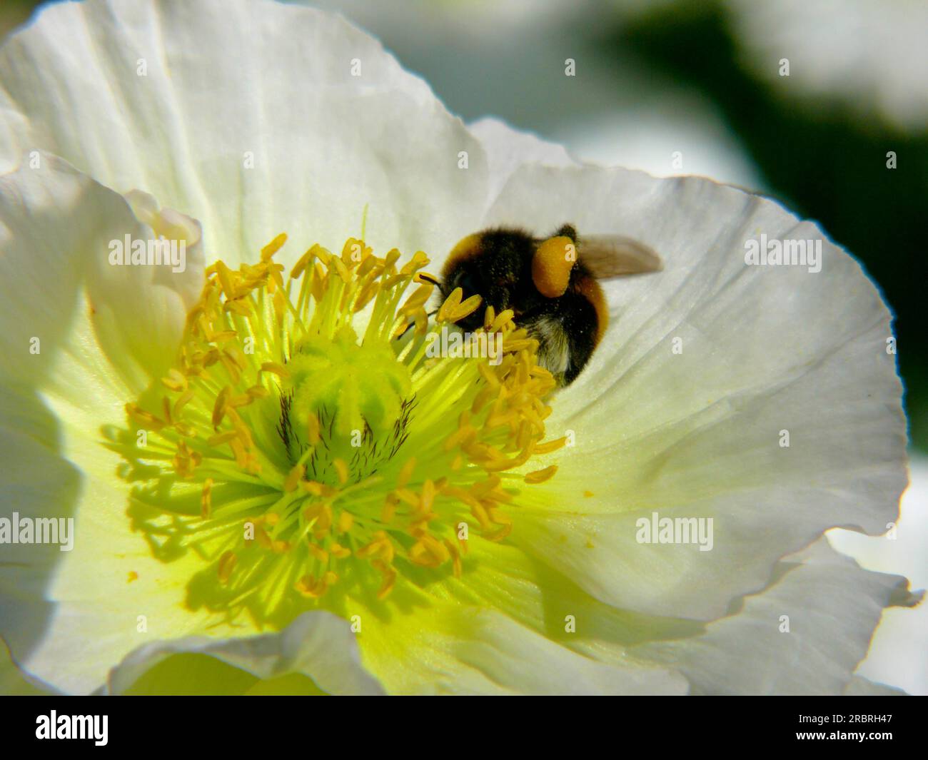 Poppy (Papaver) flowering in the garden, Papaver alpinum hybrid, Alpine ...