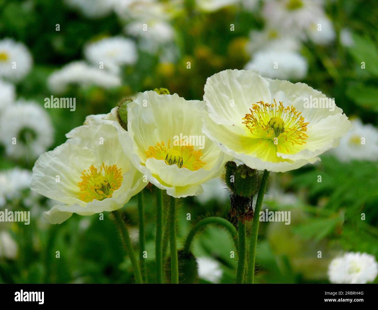 Poppy (Papaver) flowering in the garden, Papaver alpinum hybrid, Alpine ...