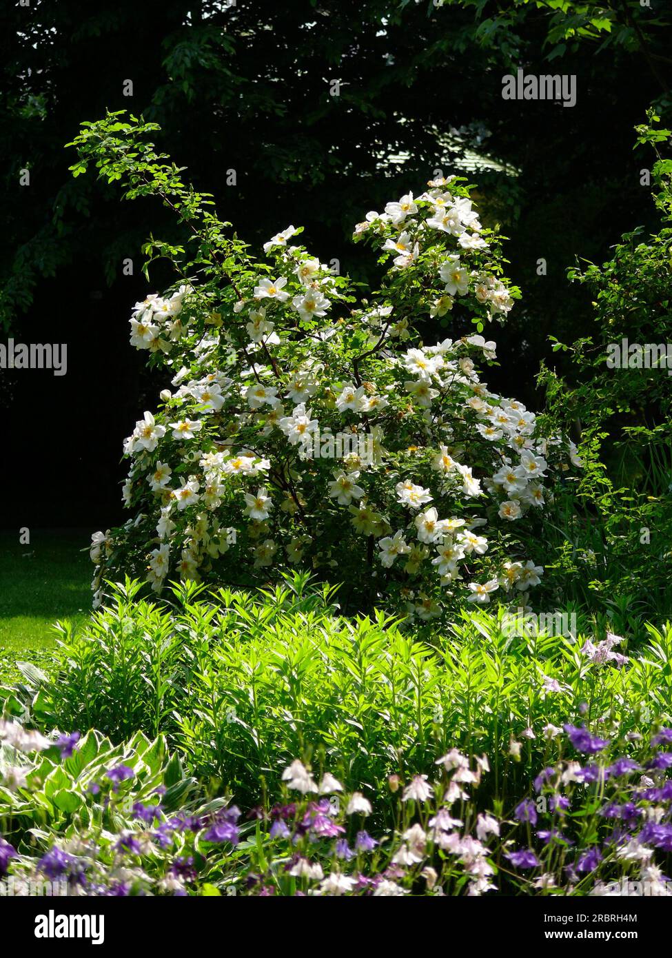 White dog rose flowering in the garden Stock Photo - Alamy