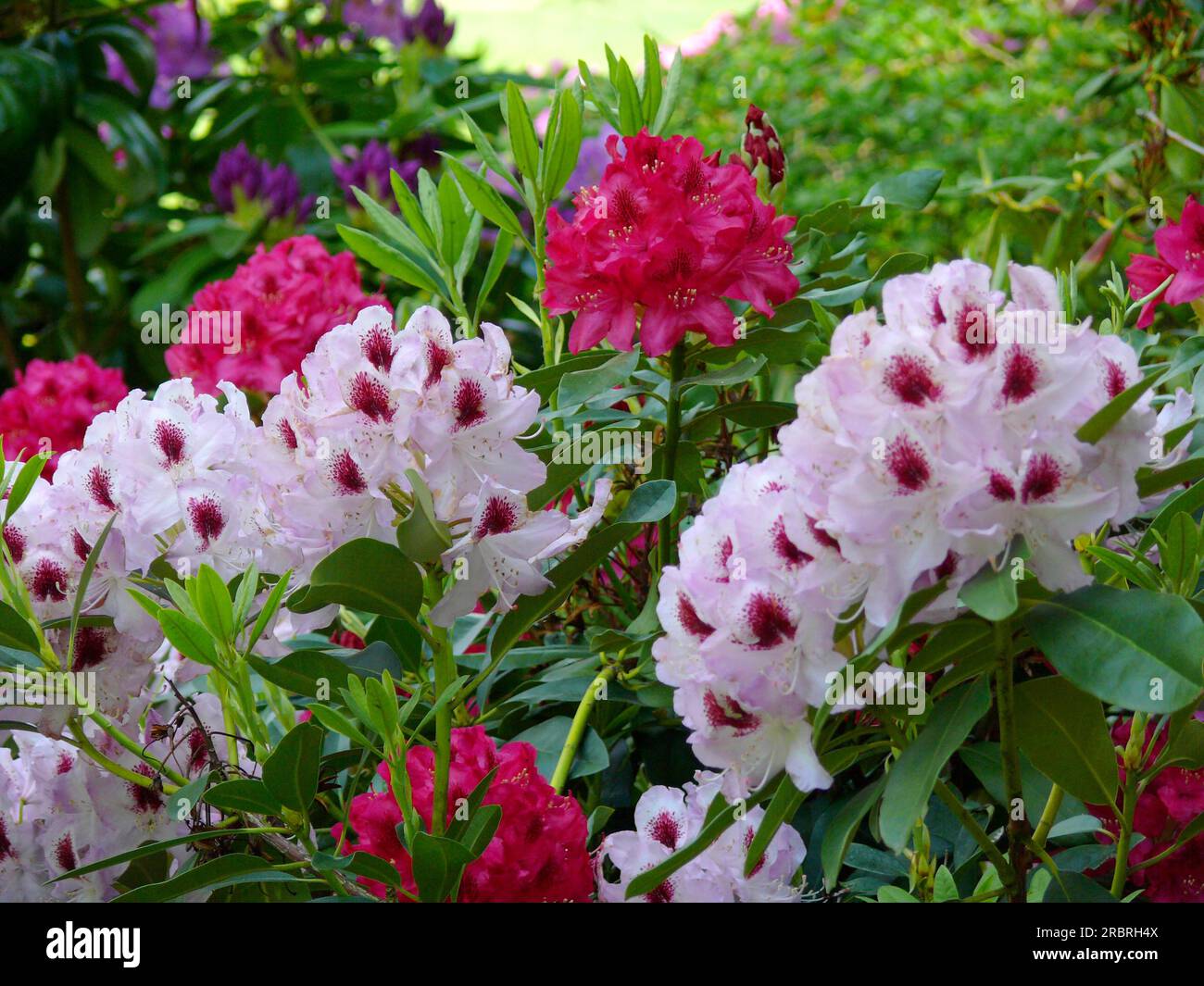 Rhododendron flowering in the garden Stock Photo - Alamy
