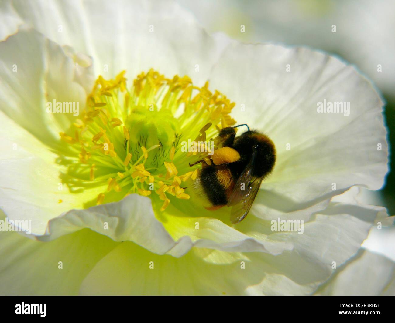 Poppy (Papaver) flowering in the garden, Papaver alpinum hybrid, Alpine ...
