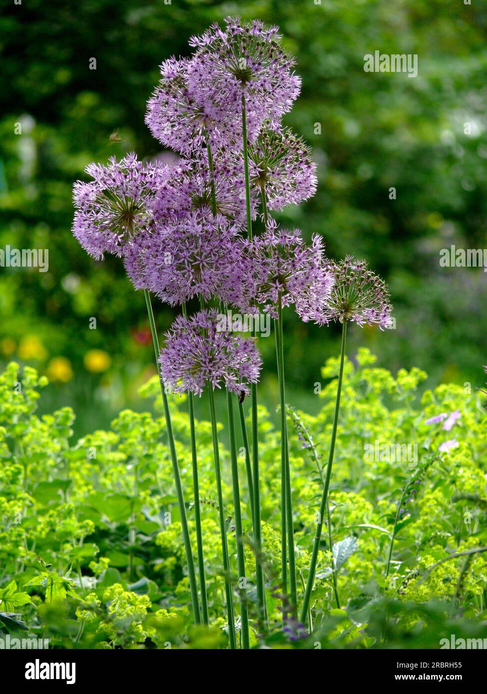 Giant globe leek, flowering in the garden Stock Photo - Alamy