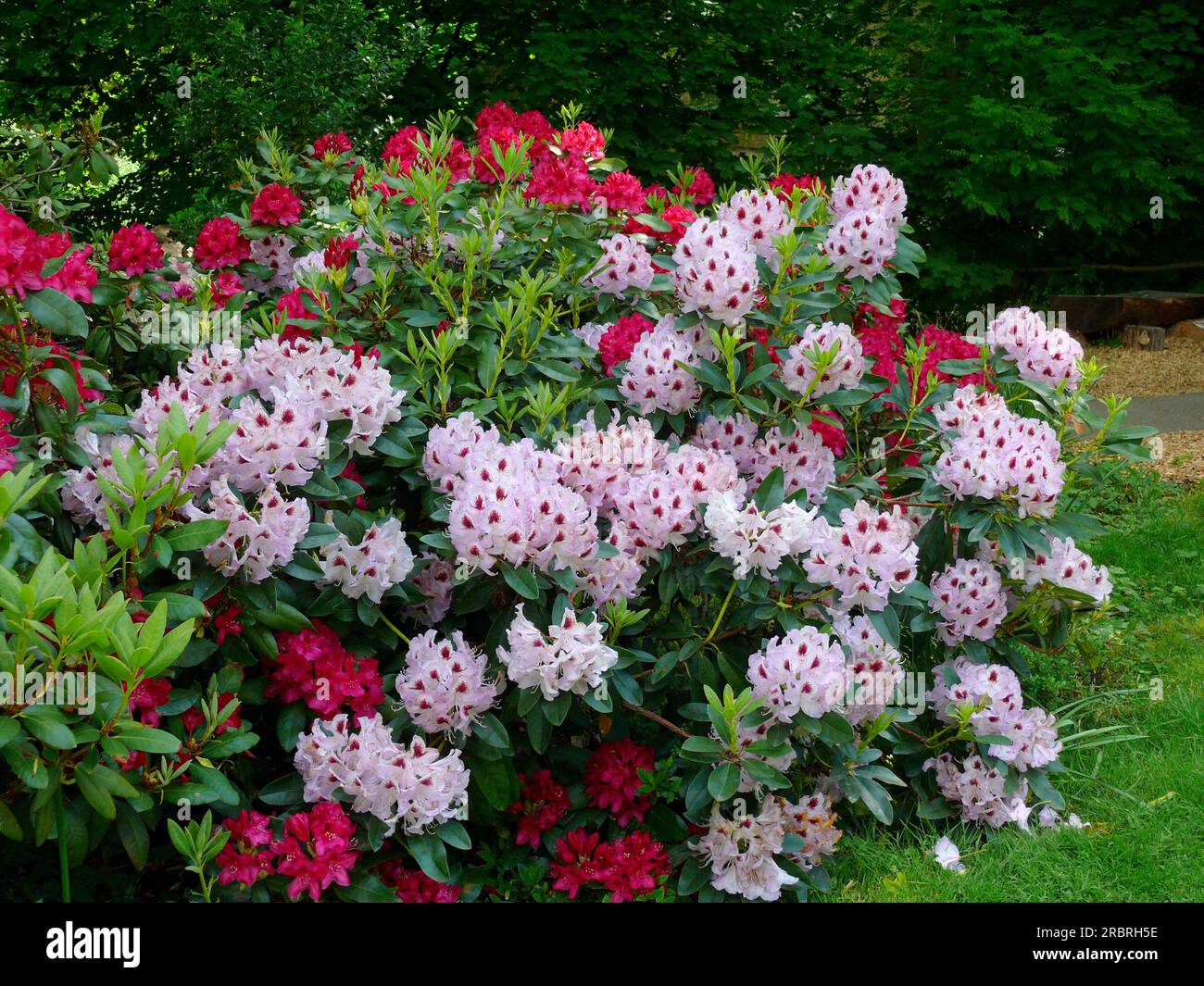 Rhododendron flowering in the garden Stock Photo - Alamy