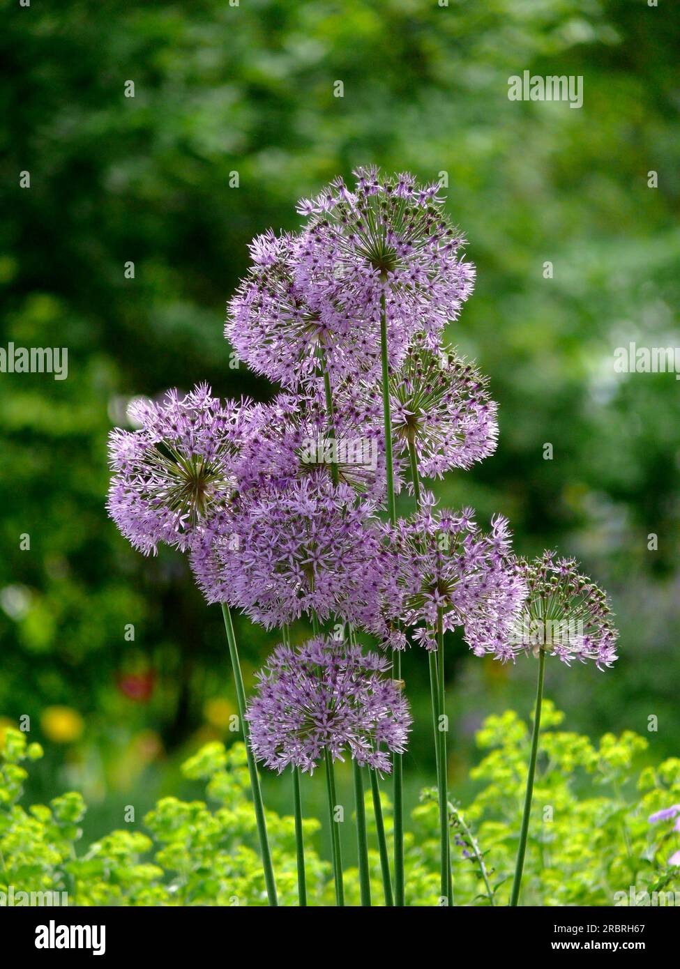 Giant globe leek, flowering in the garden Stock Photo - Alamy