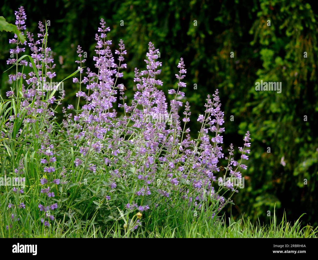 Sage flowering hi-res stock photography and images - Alamy