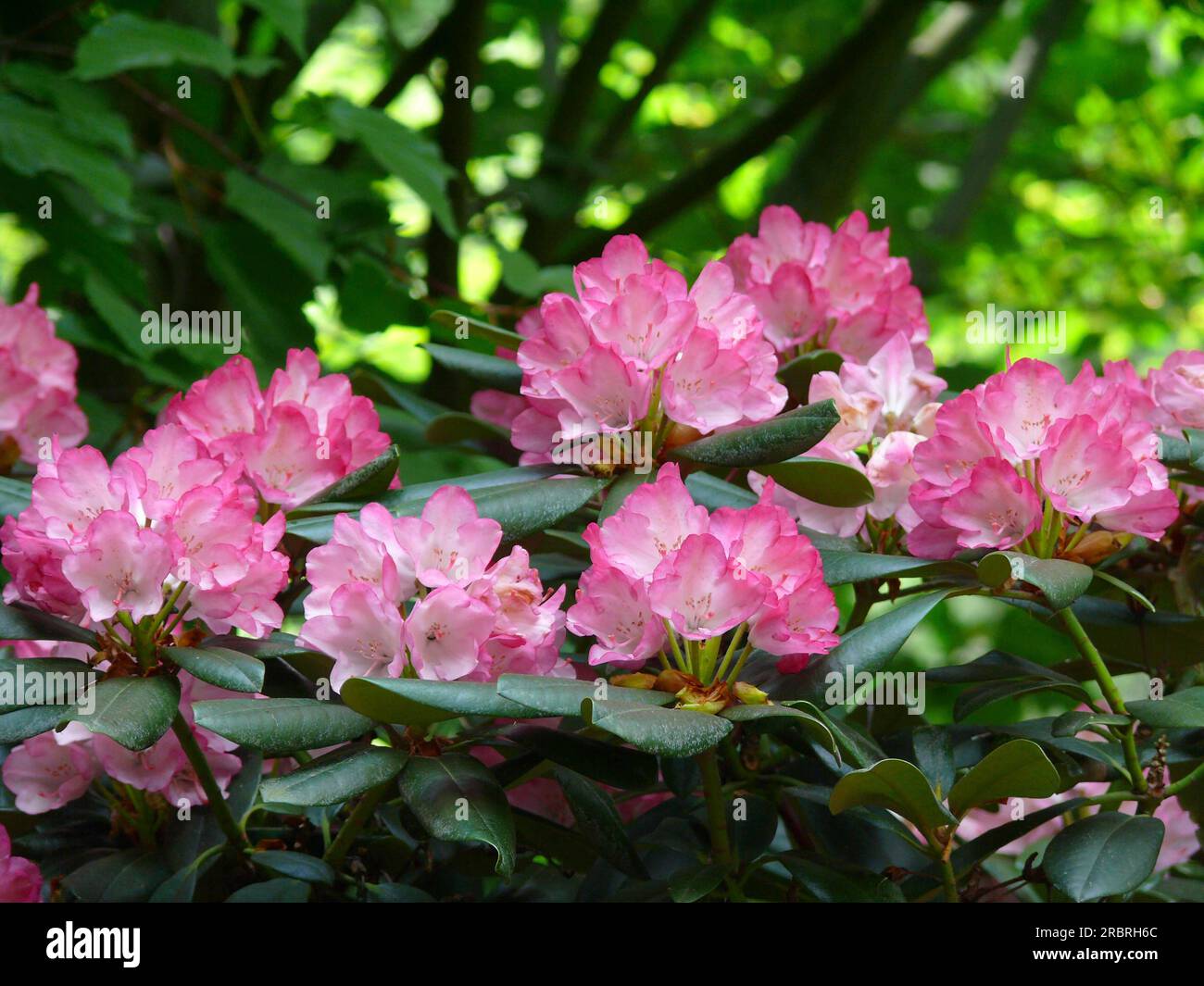 Rhododendron flowering in the garden Stock Photo - Alamy