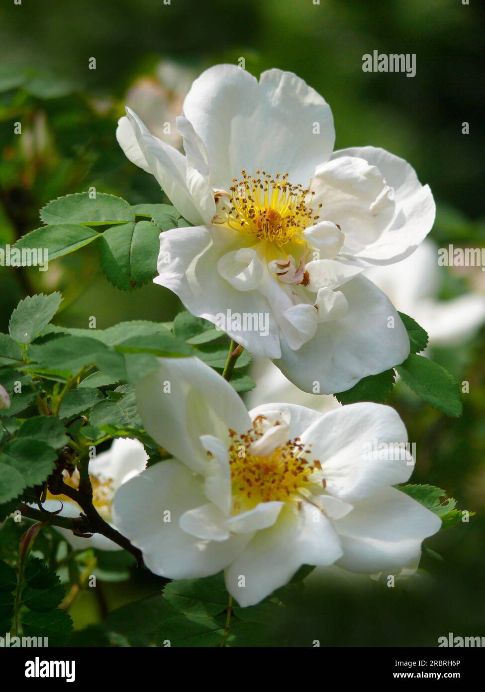 White dog rose flowering in the garden Stock Photo - Alamy