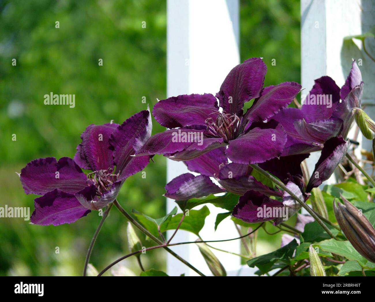 Clematis flowering hi-res stock photography and images - Alamy