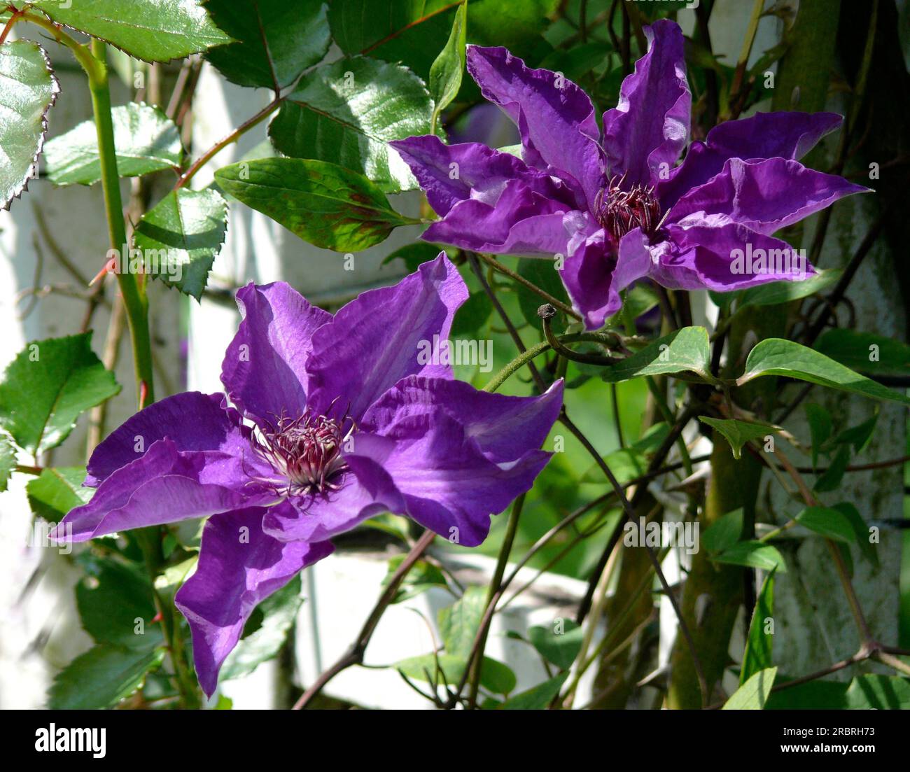 Clematis blossom in the garden hi-res stock photography and images - Alamy