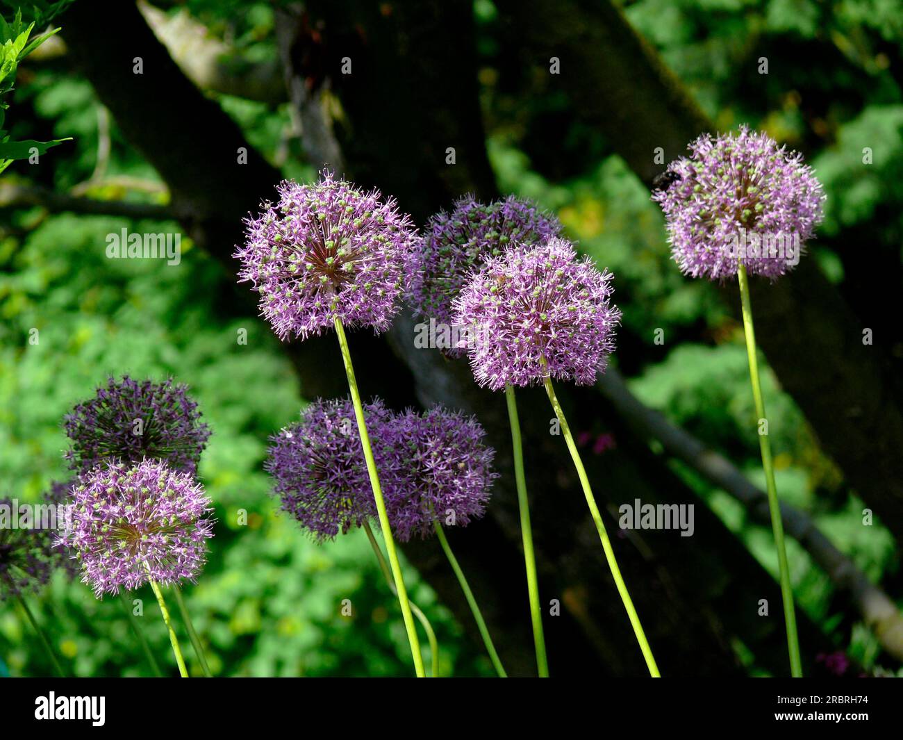 Giant globe leek flowering in the garden Stock Photo - Alamy