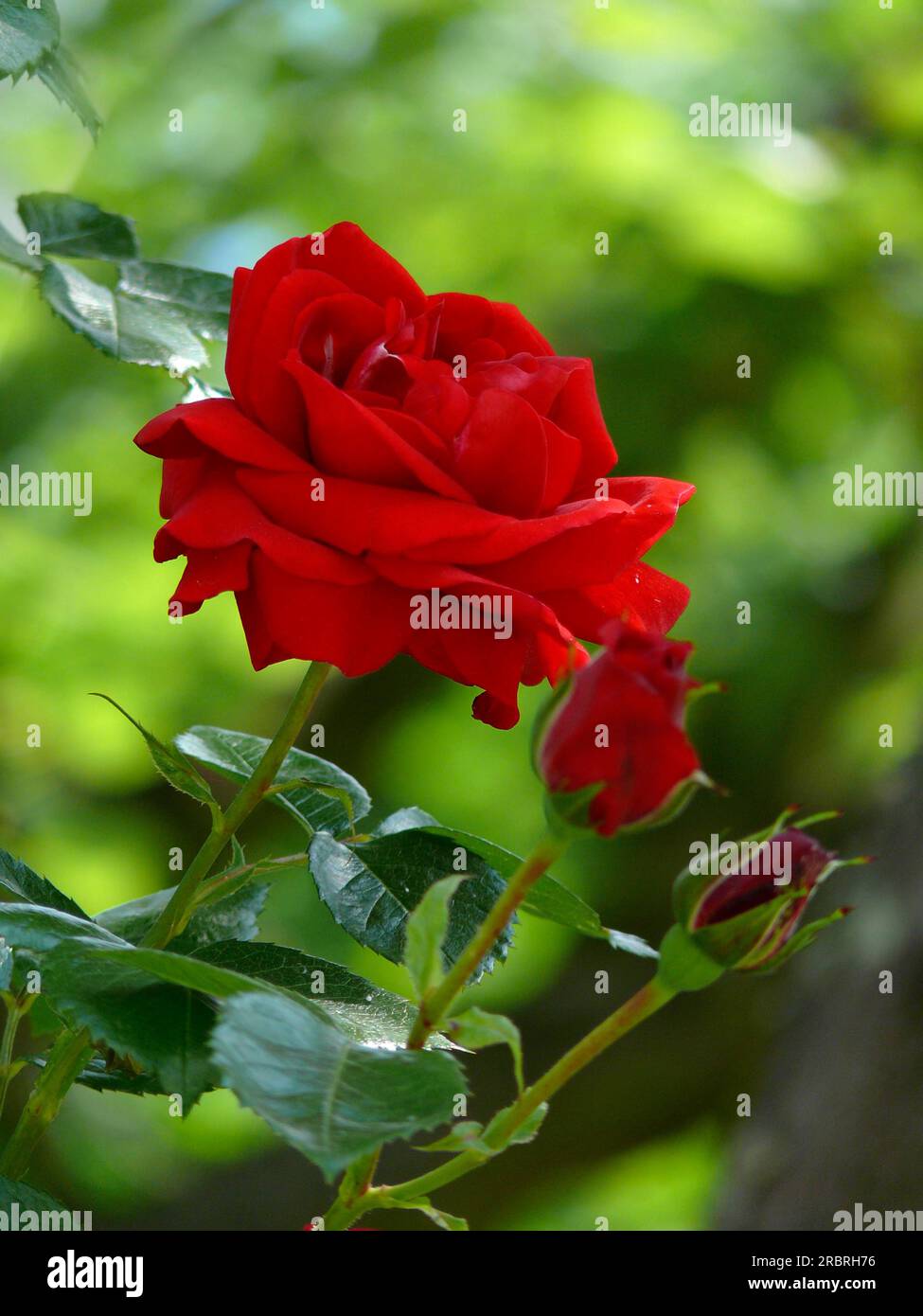 Red rose flowering in the garden Stock Photo - Alamy
