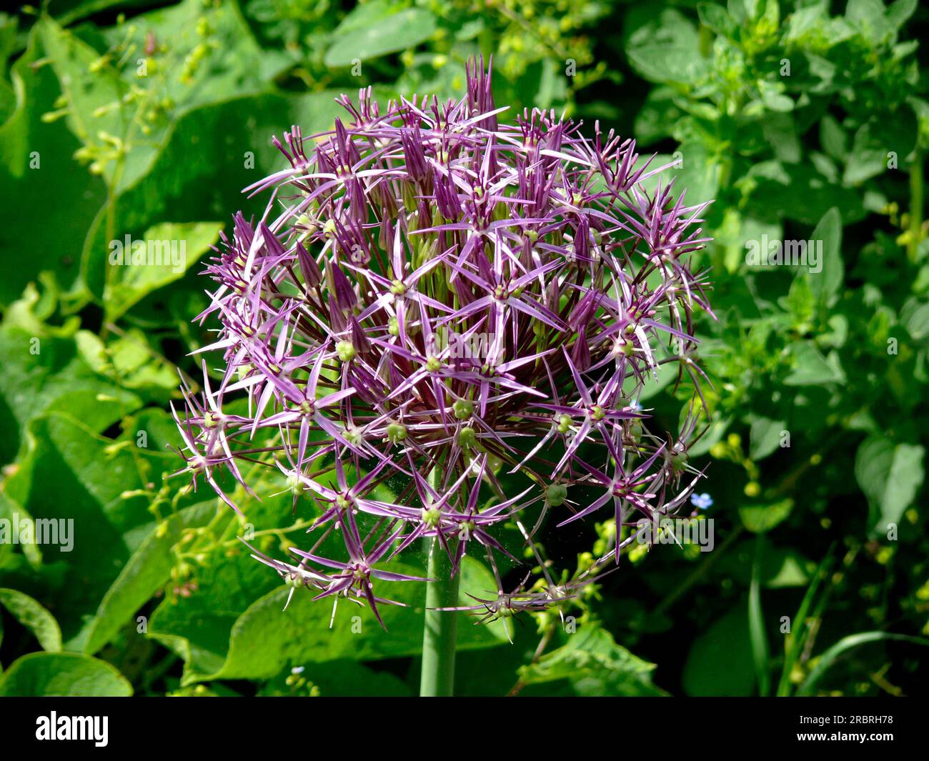 Giant globe leek flowering in the garden Stock Photo - Alamy