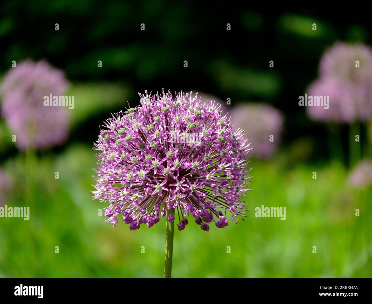 Giant globe leek, flowering in the garden Stock Photo - Alamy