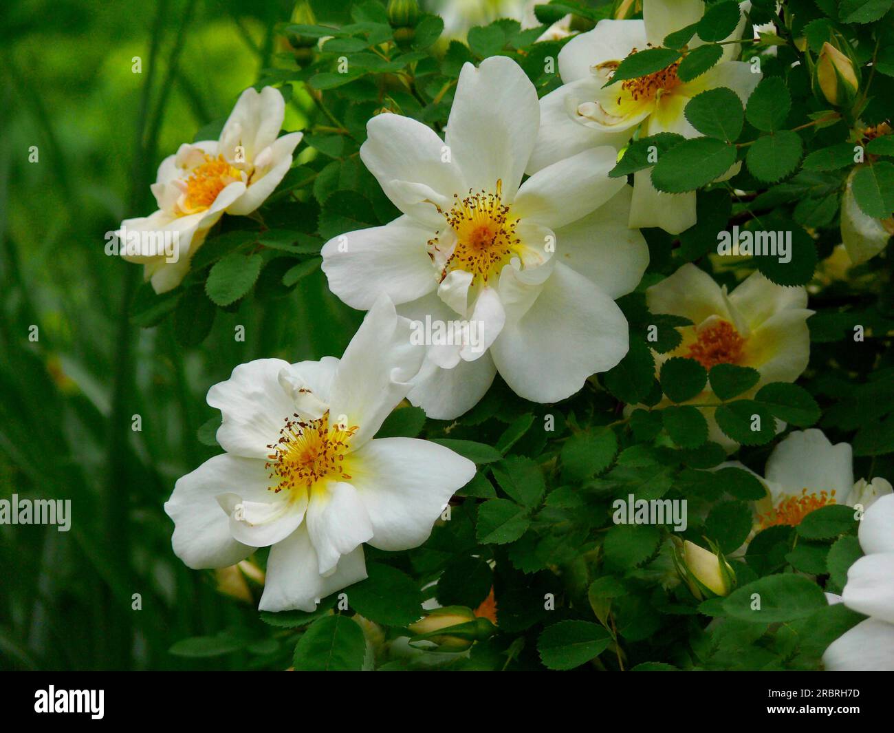 White dog rose flowering in the garden Stock Photo - Alamy