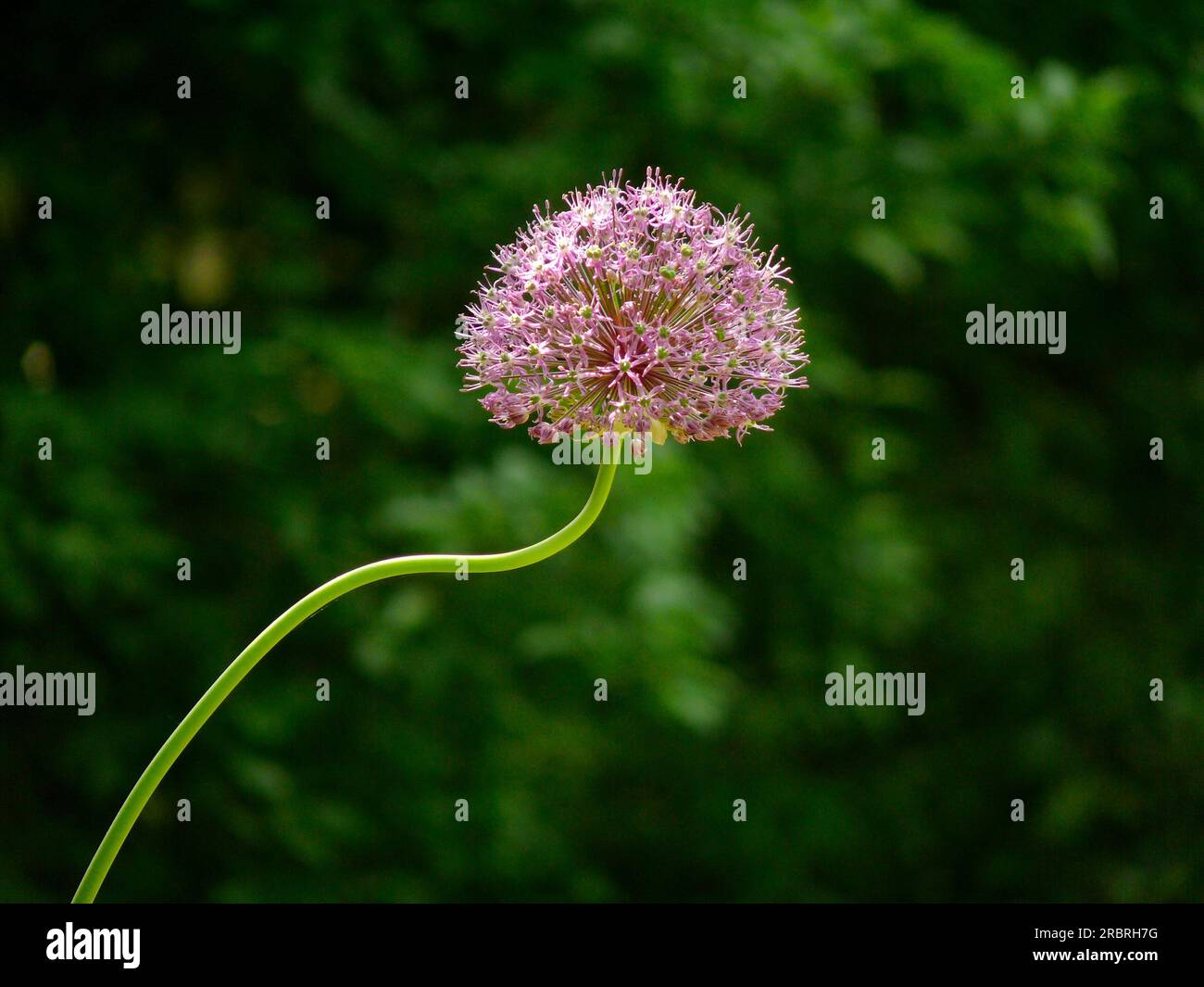 Giant globe leek, flowering in the garden Stock Photo - Alamy