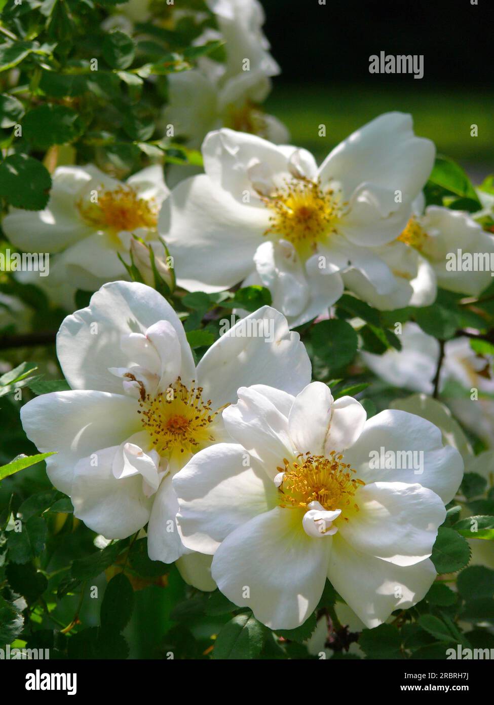 White dog rose flowering in the garden Stock Photo - Alamy