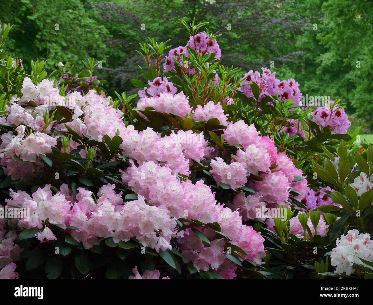 Rhododendron flowering in the garden Stock Photo - Alamy