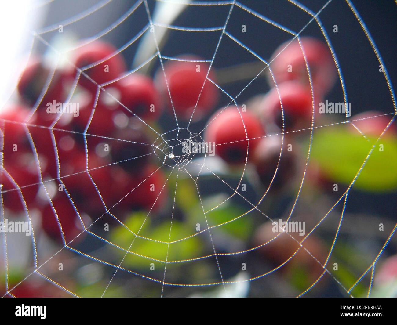 Rope spider web hi-res stock photography and images - Alamy