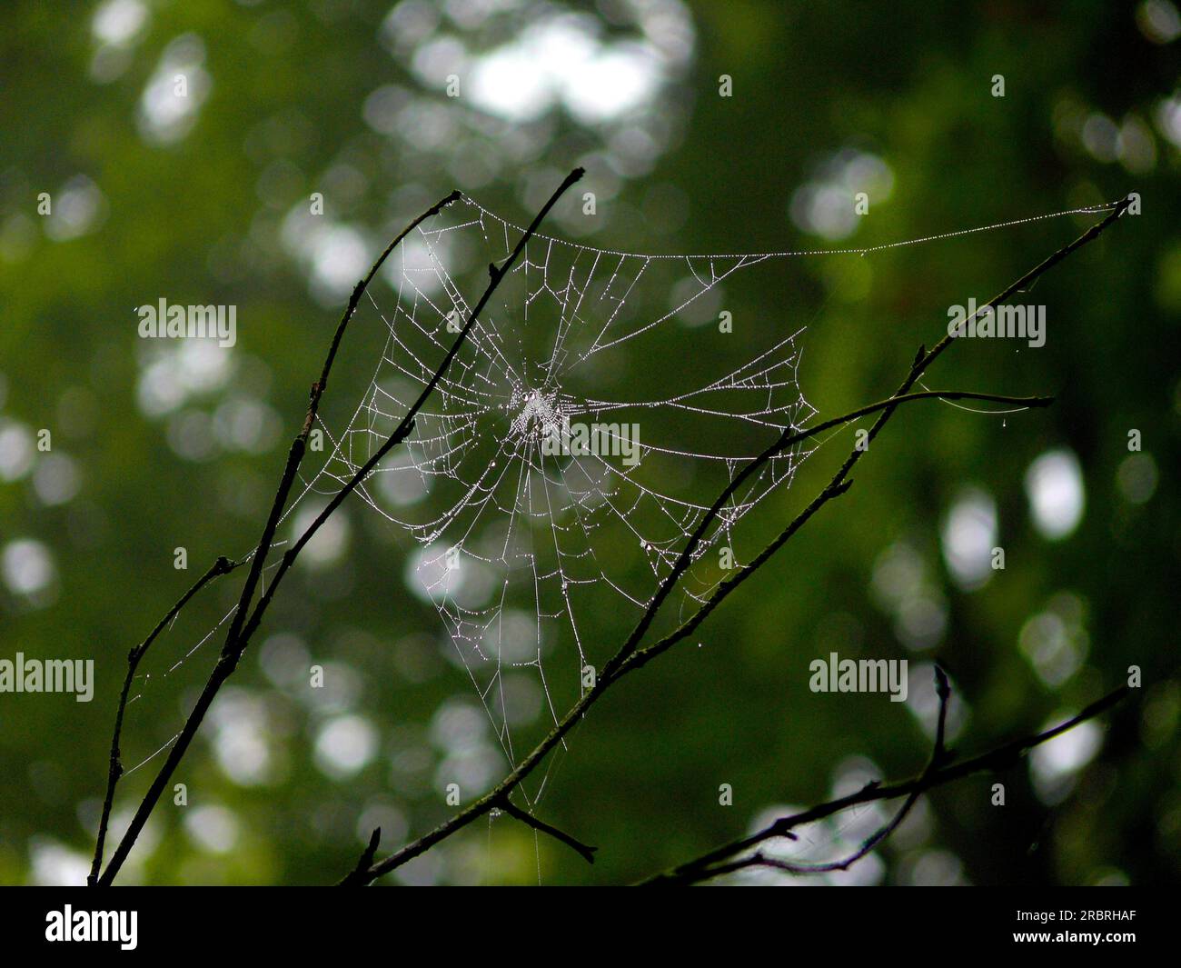 Spider web with rope Stock Photo - Alamy