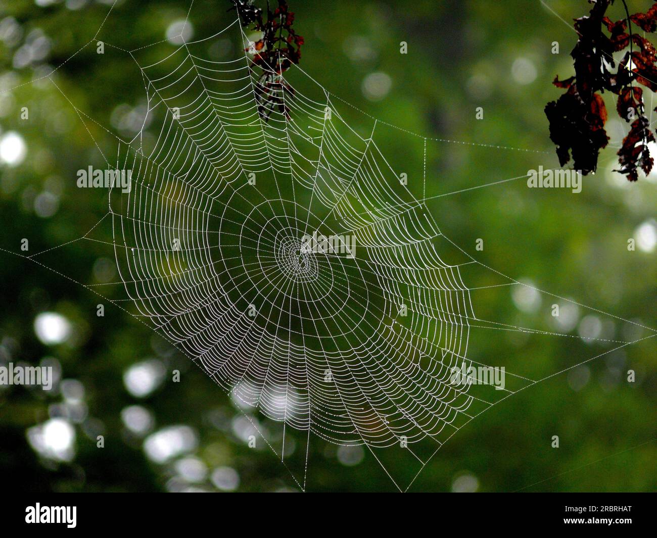 Spider web with rope Stock Photo - Alamy
