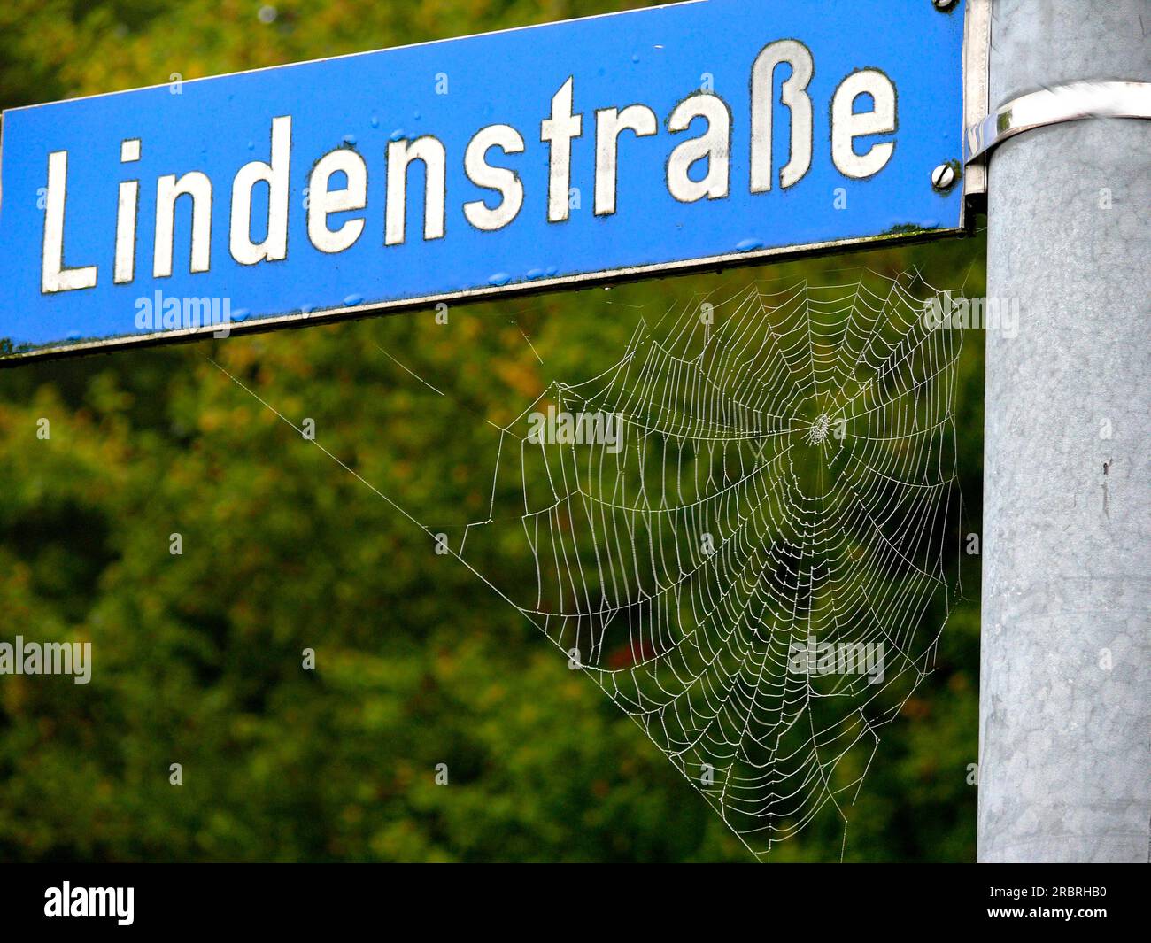 Spider's web with dew on street sign, Lindenstrasse Stock Photo - Alamy