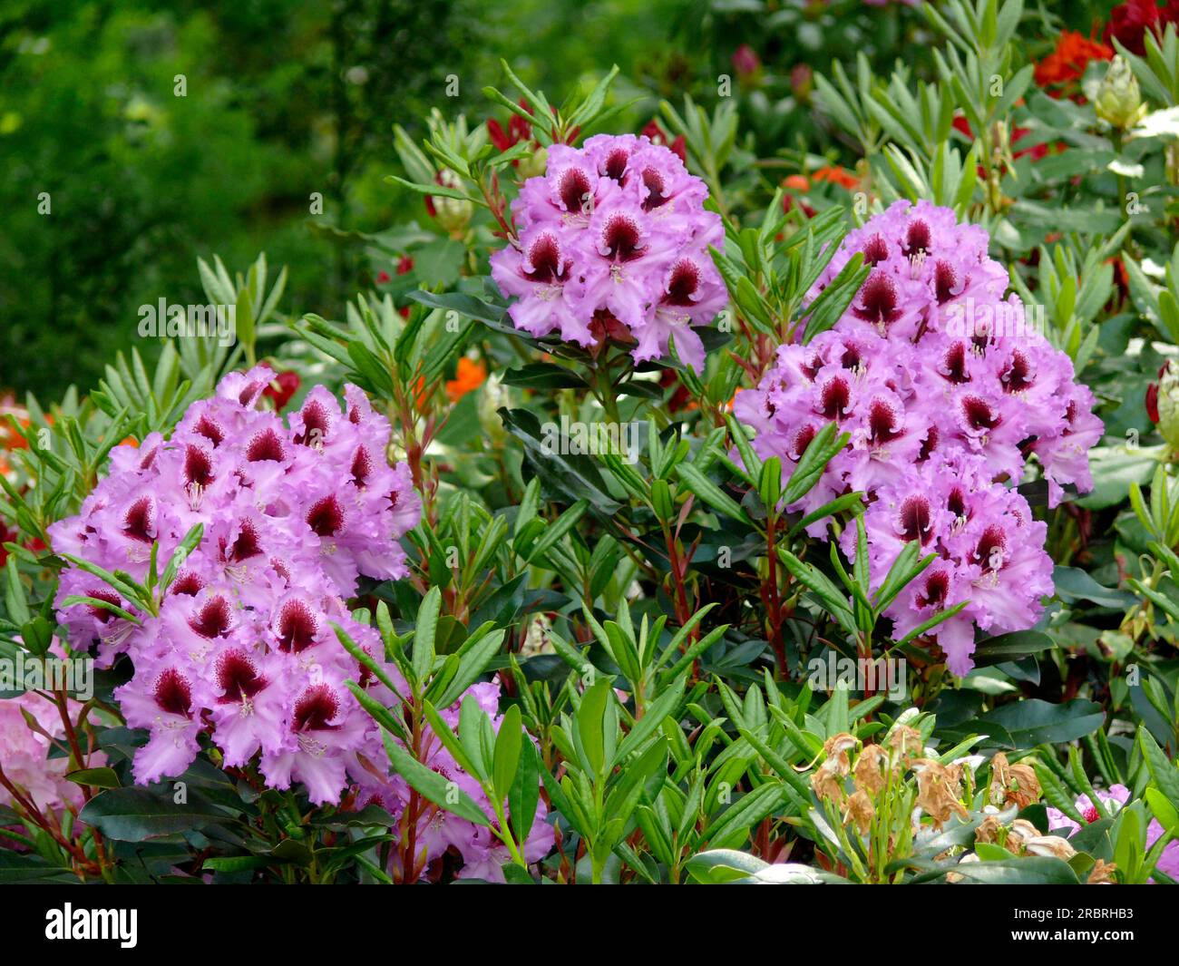 Rhododendron flowering in the garden Stock Photo - Alamy