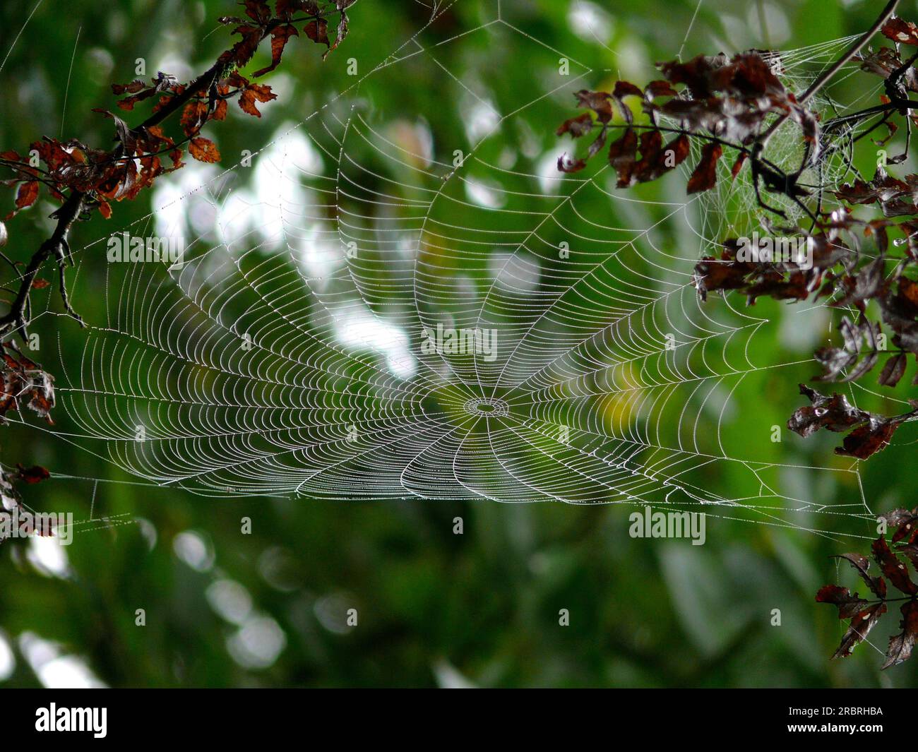 Spider web with rope Stock Photo - Alamy