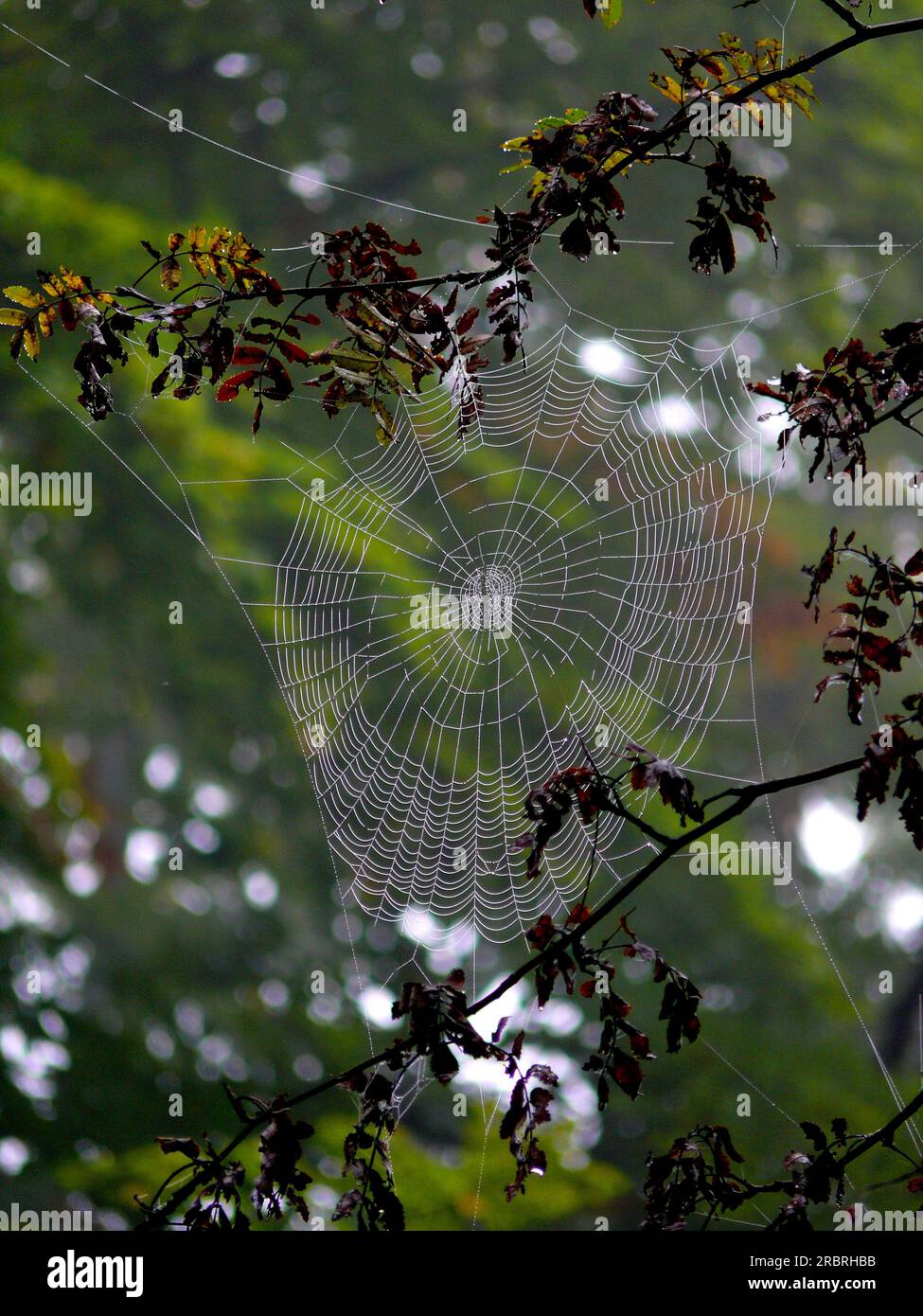 Spider web with rope Stock Photo - Alamy