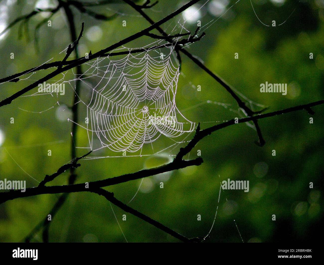 Spider web with rope Stock Photo - Alamy