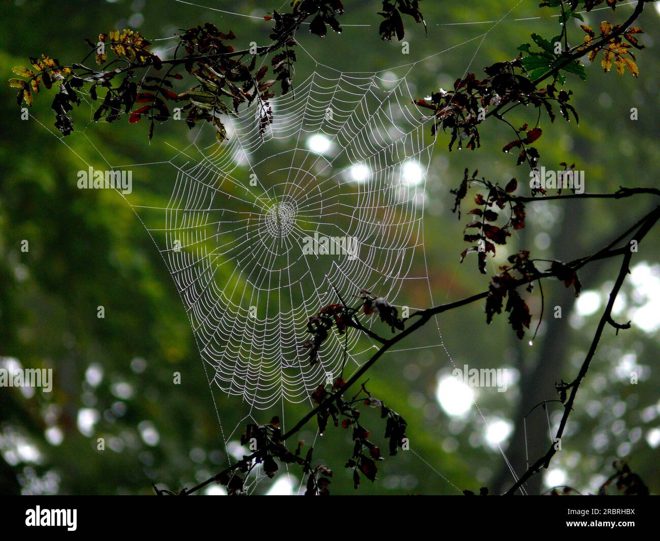 Spider web with rope Stock Photo - Alamy
