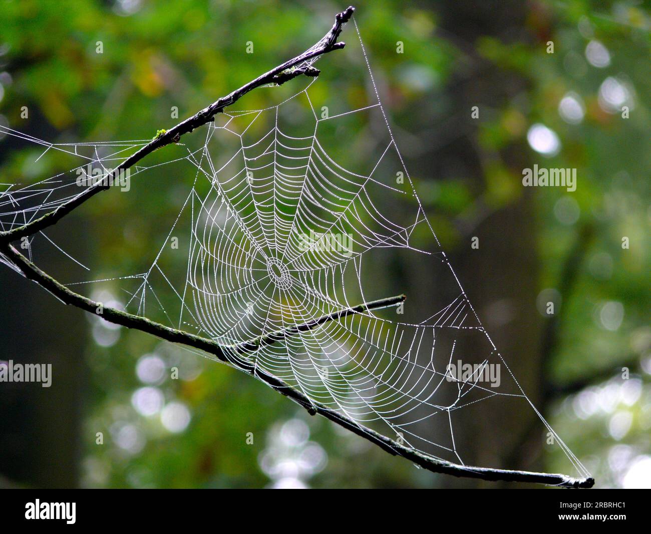Rope spider web hi-res stock photography and images - Alamy