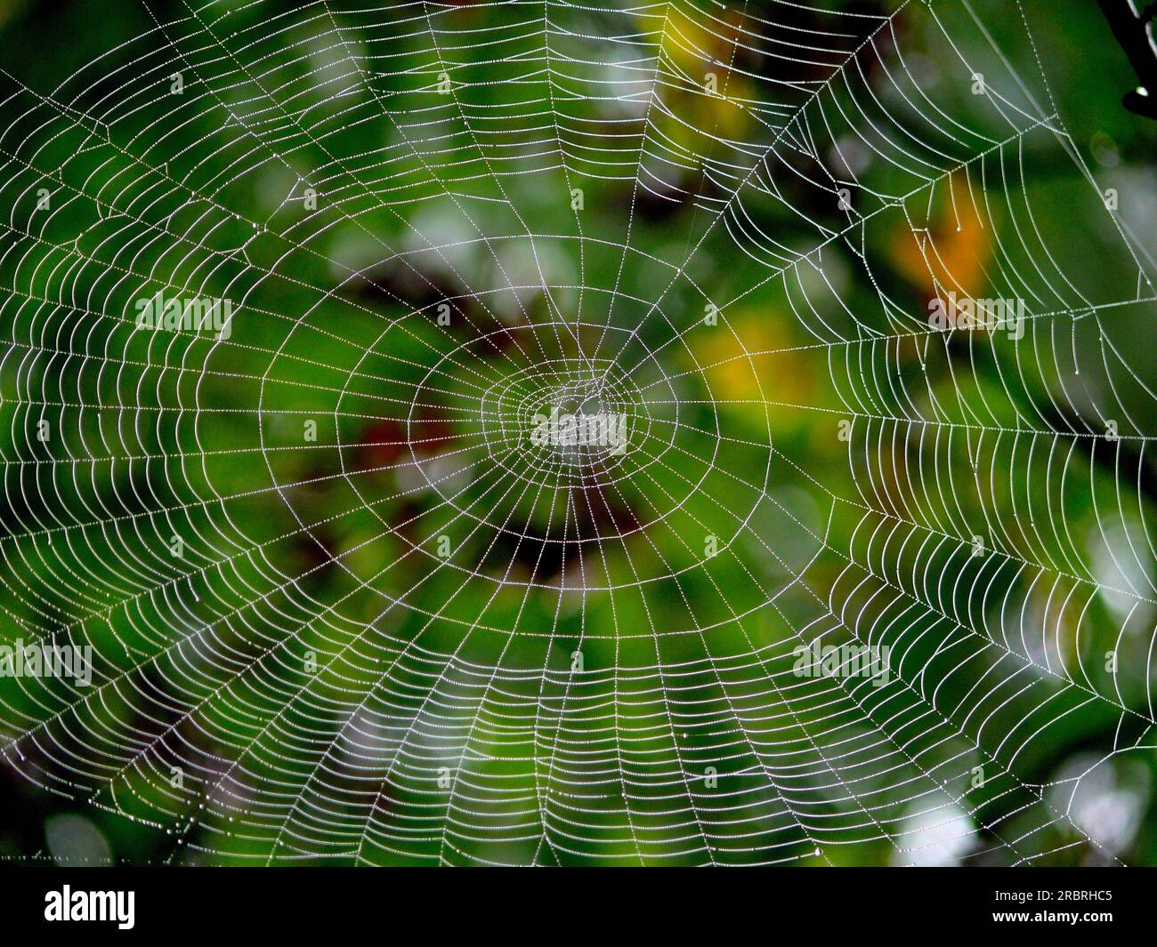 Spider web with rope Stock Photo - Alamy