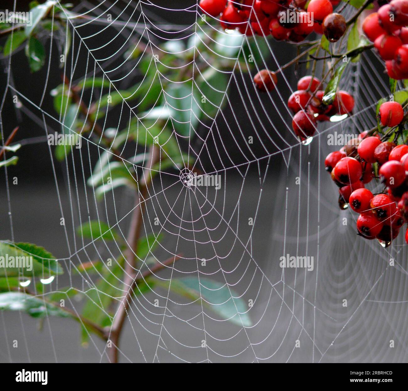 Spider web with rope Stock Photo - Alamy