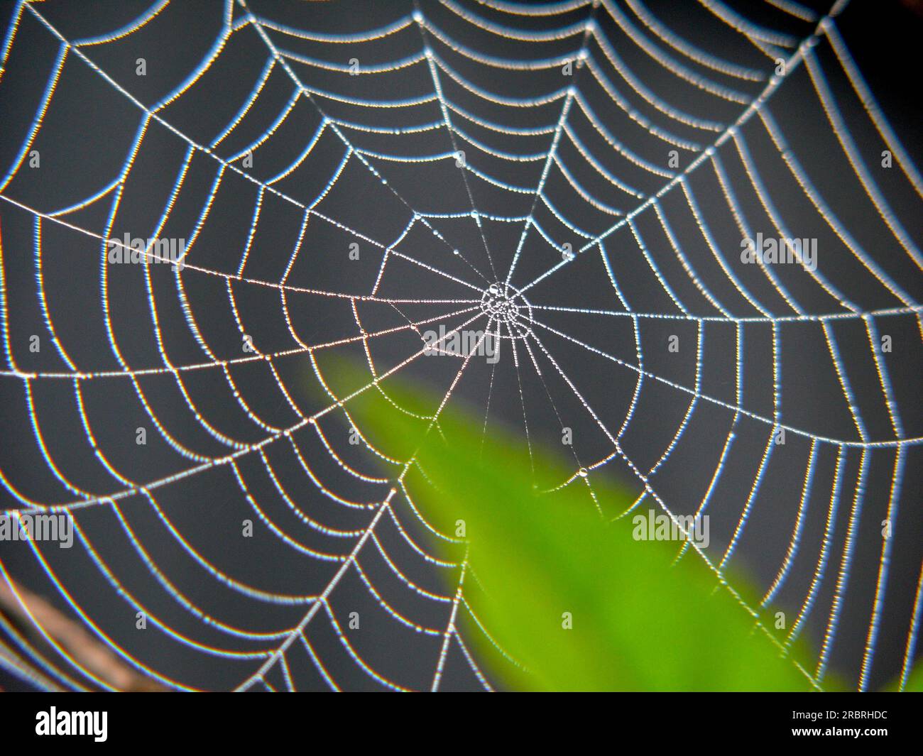 Spider web with rope Stock Photo - Alamy