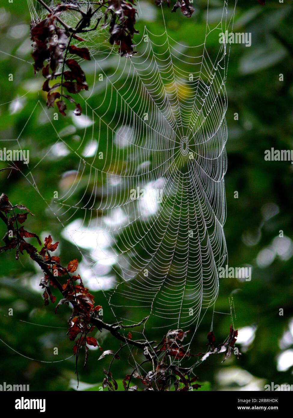 Spider web with rope Stock Photo - Alamy