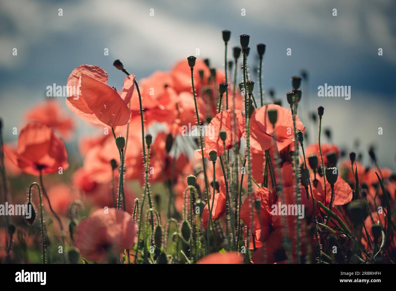 Red corn poppy in a summer meadow Stock Photo - Alamy