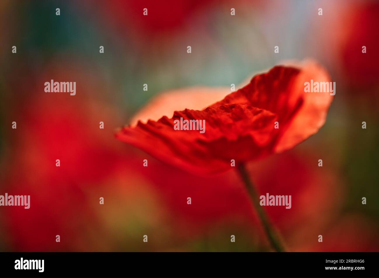 Red corn poppy in a summer meadow Stock Photo - Alamy