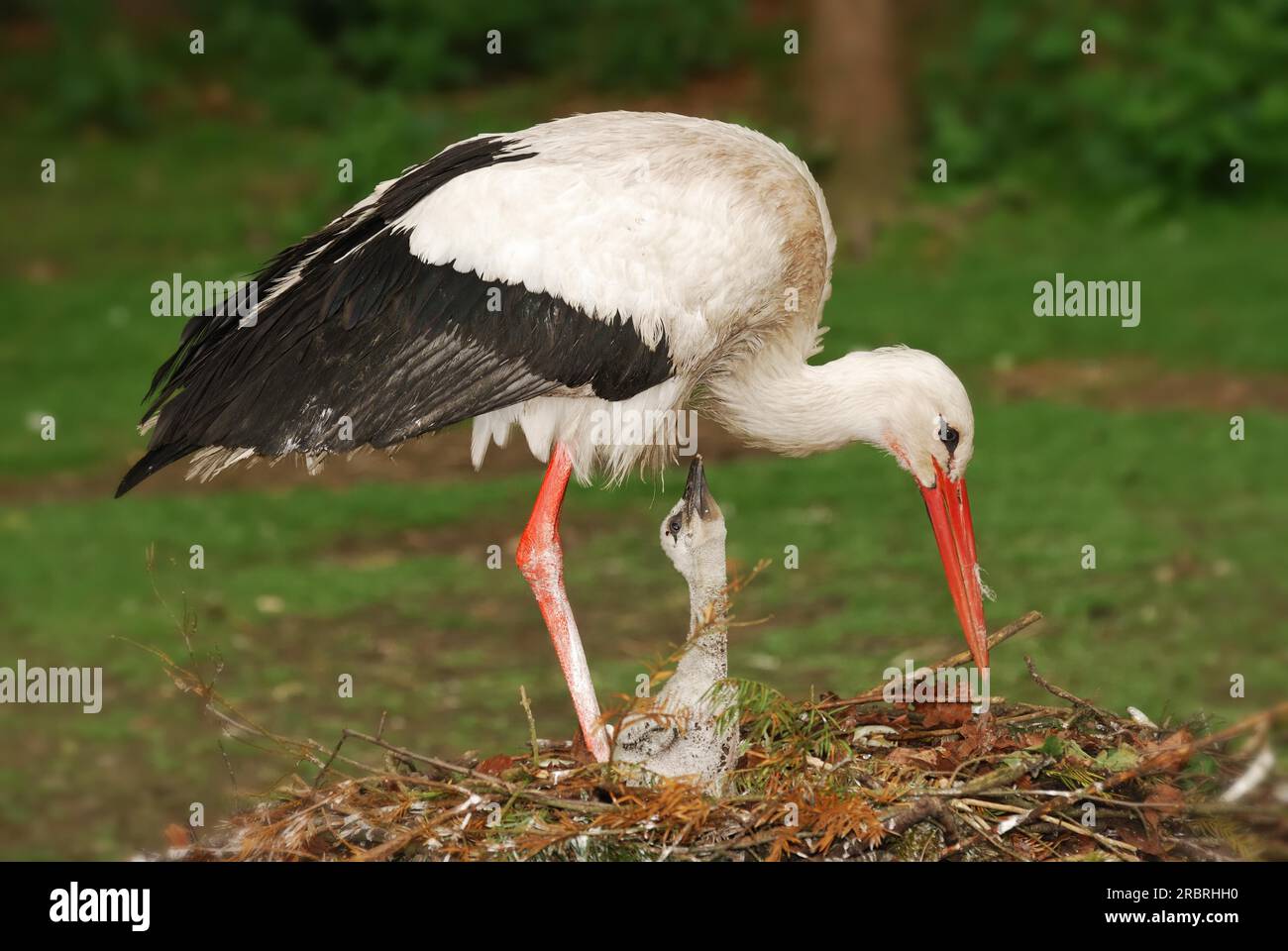Stork with its baby in the nest Stock Photo - Alamy