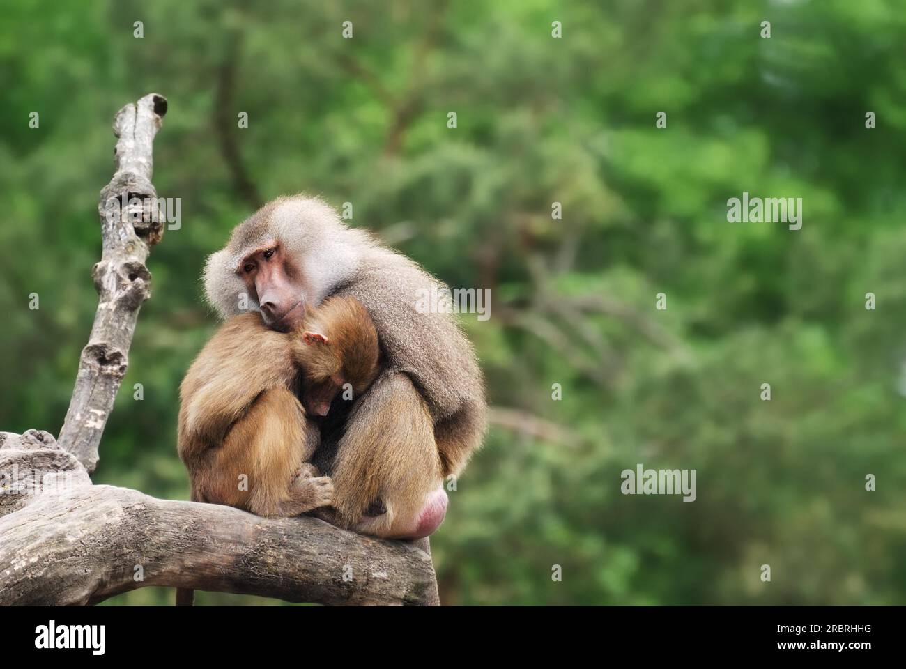 Baboon with its baby Stock Photo - Alamy