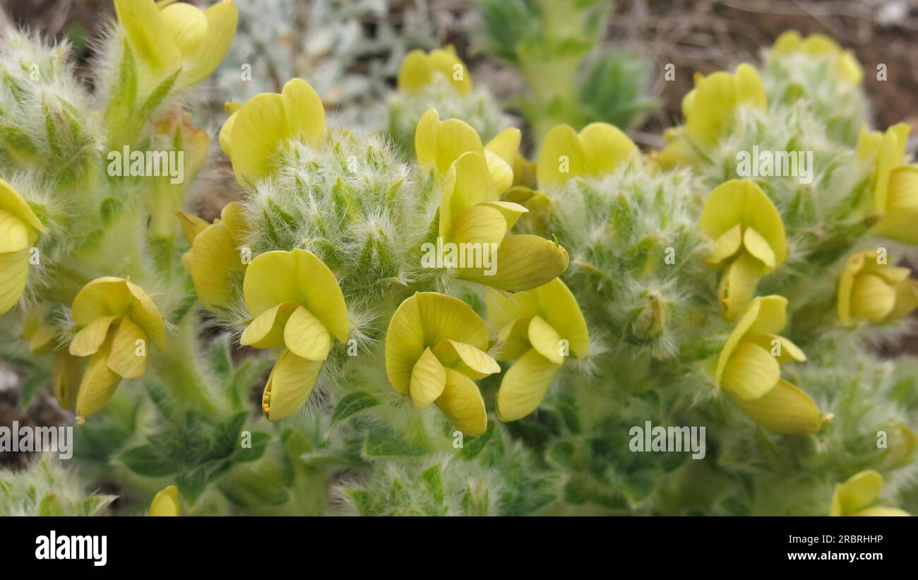 Small yellow spring flowers growing in the Everest National Park, Nepal ...
