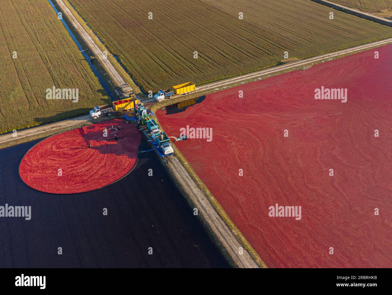 Cranberry Harvest in New Jersey, October 2022 Stock Photo - Alamy